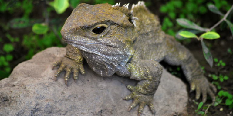 Travelling Tuatara Visit – New Zealand Conservation Trust